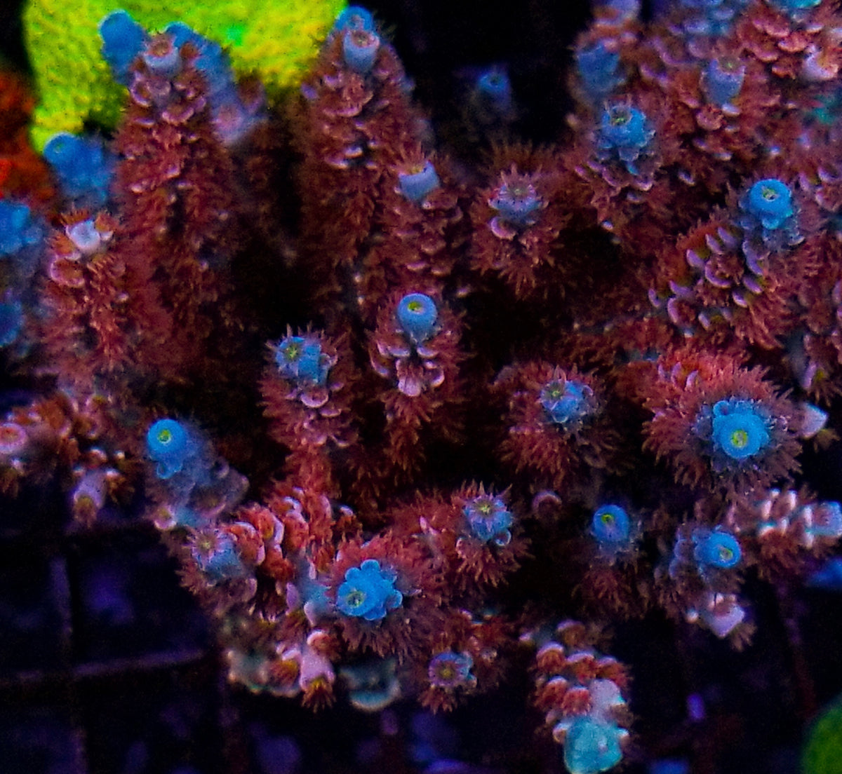 Reef Raft Ultimate Orange Passion – Defugiums Reef