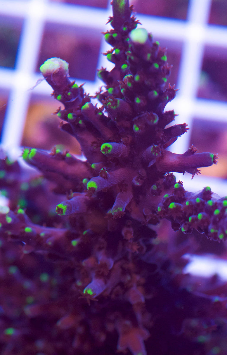 BC Battle Stag – Defugiums Reef